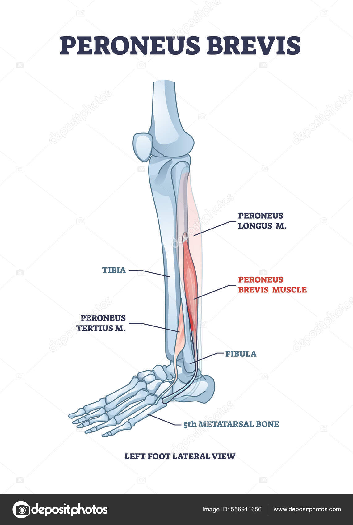 Peroneus Brevis Origin And Insertion