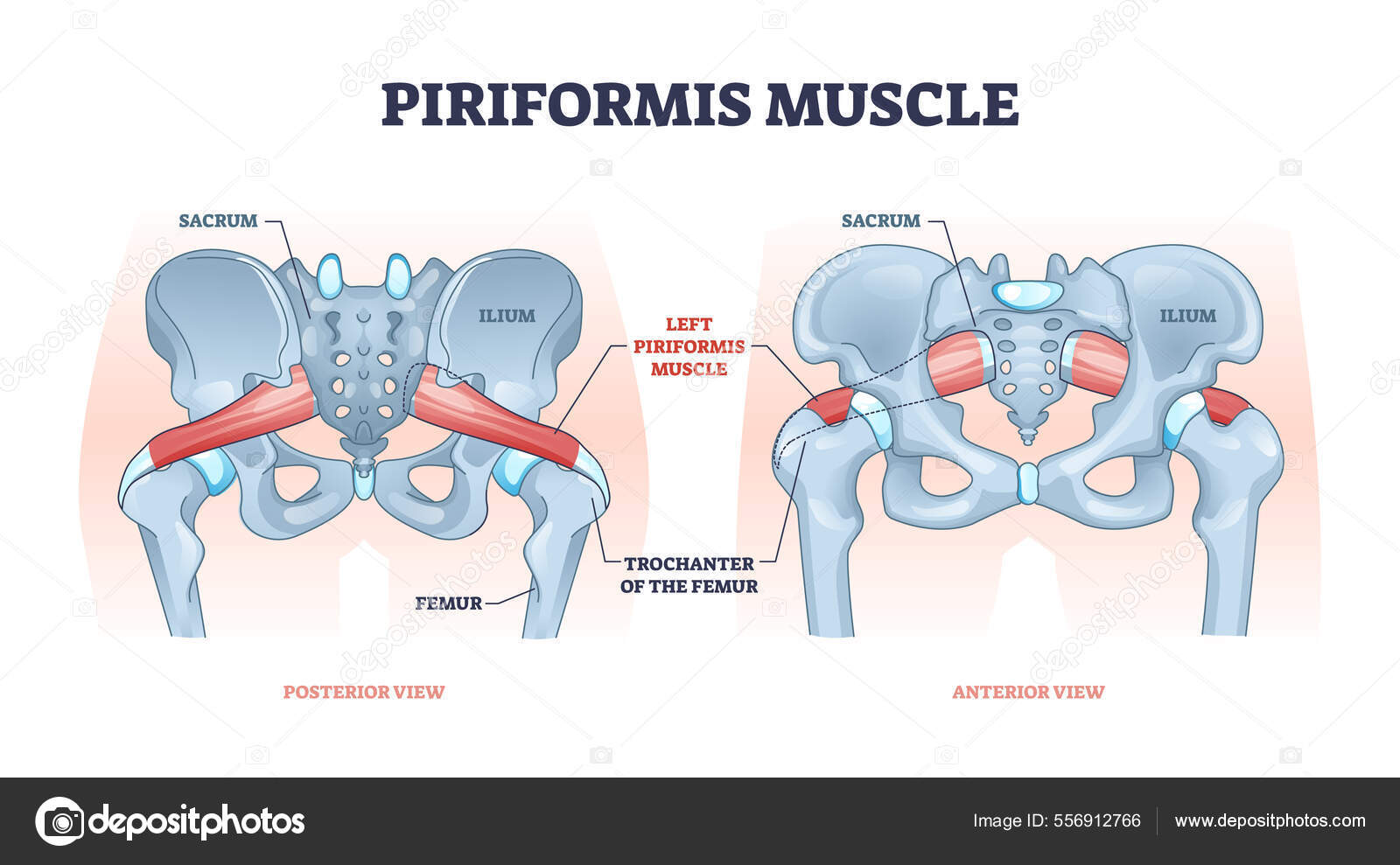 Piriformis muscle with hip skeleton and muscular system outline diagram ...