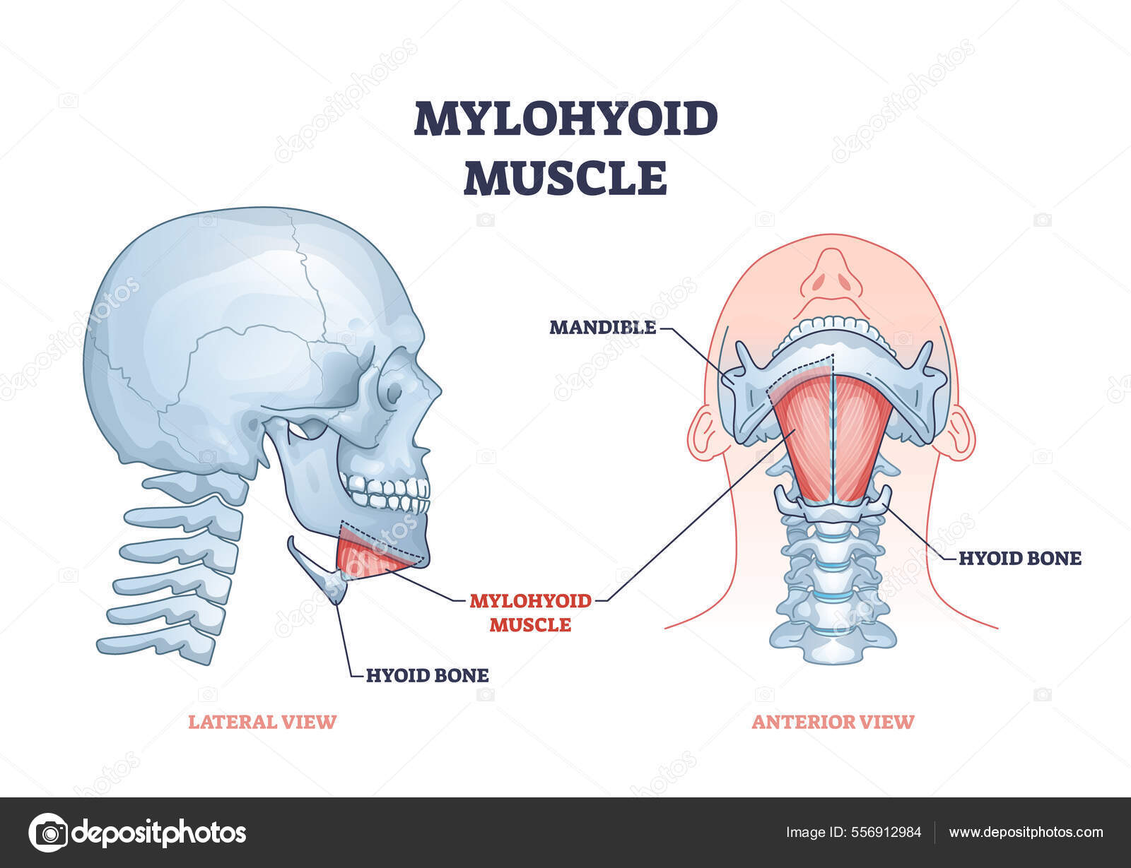 Mylohyoid muscle and hyoid bone with throat muscluar system outline ...