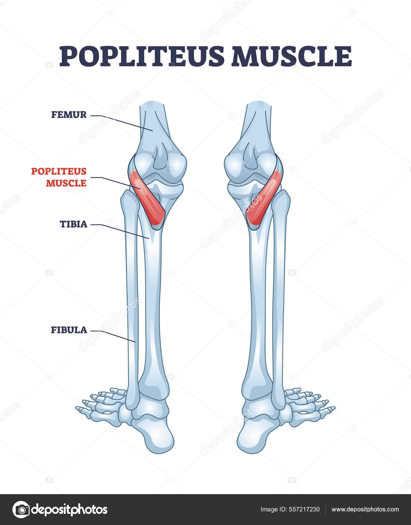 Popliteus muscle as leg and knee muscular joint anatomy outline diagram ...