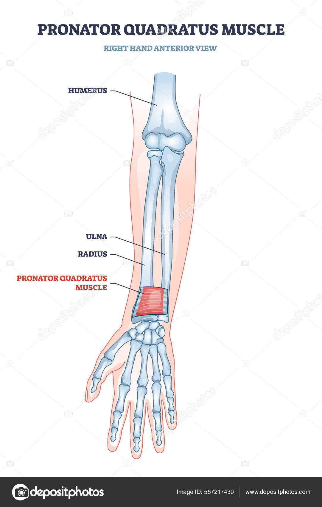 Pronador músculo cuadrático con la mano derecha vista anterior esquema ...