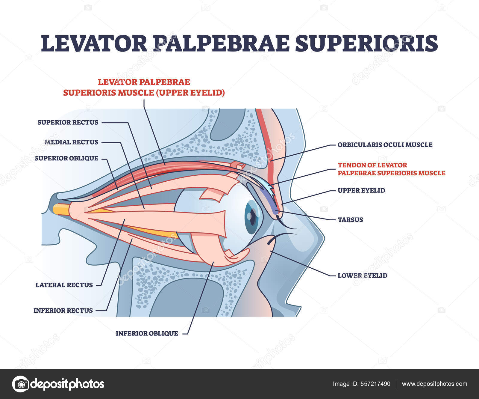 Levator palpebrae superioris muscle with eye structure outline diagram ...