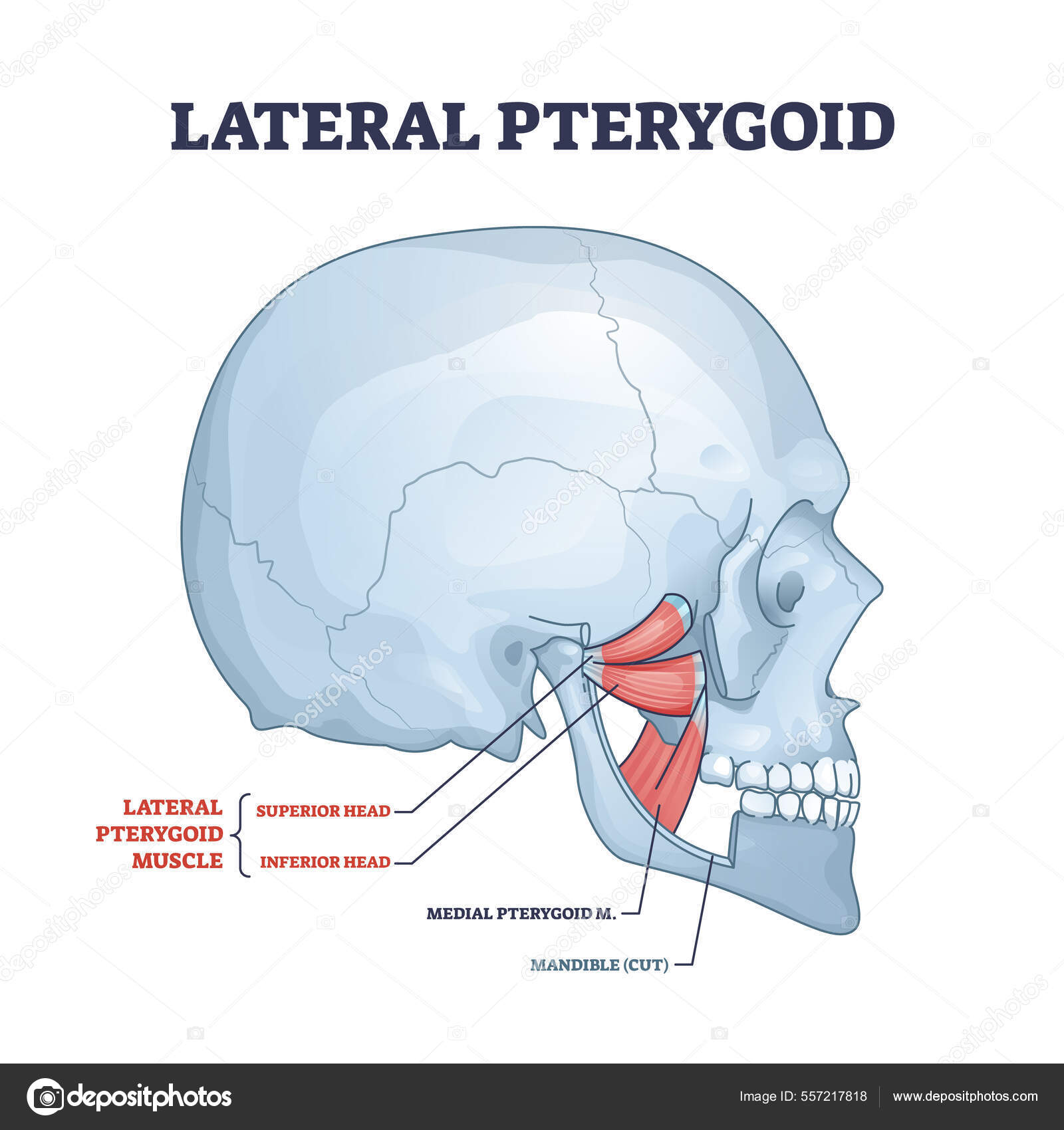 Músculo pterigoide lateral con diagrama de contorno de partes superior ...