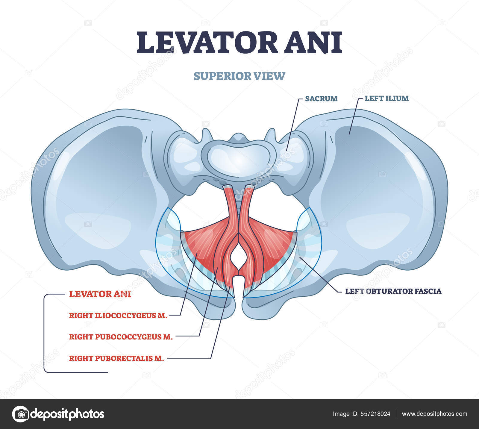 Levator ani ubicación del grupo muscular y huesos de pelvis menor ...