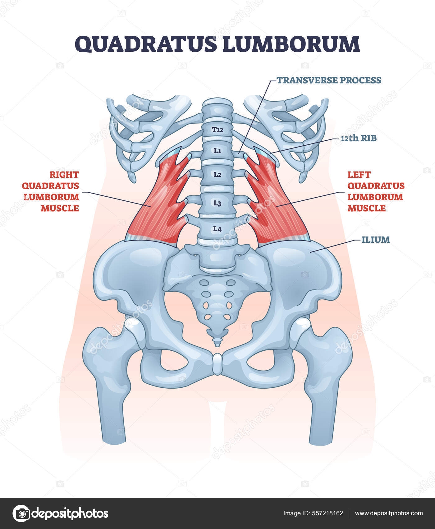 Quadratus Lumborum Stretches For A Tight Quadratus Lumborum — Alice