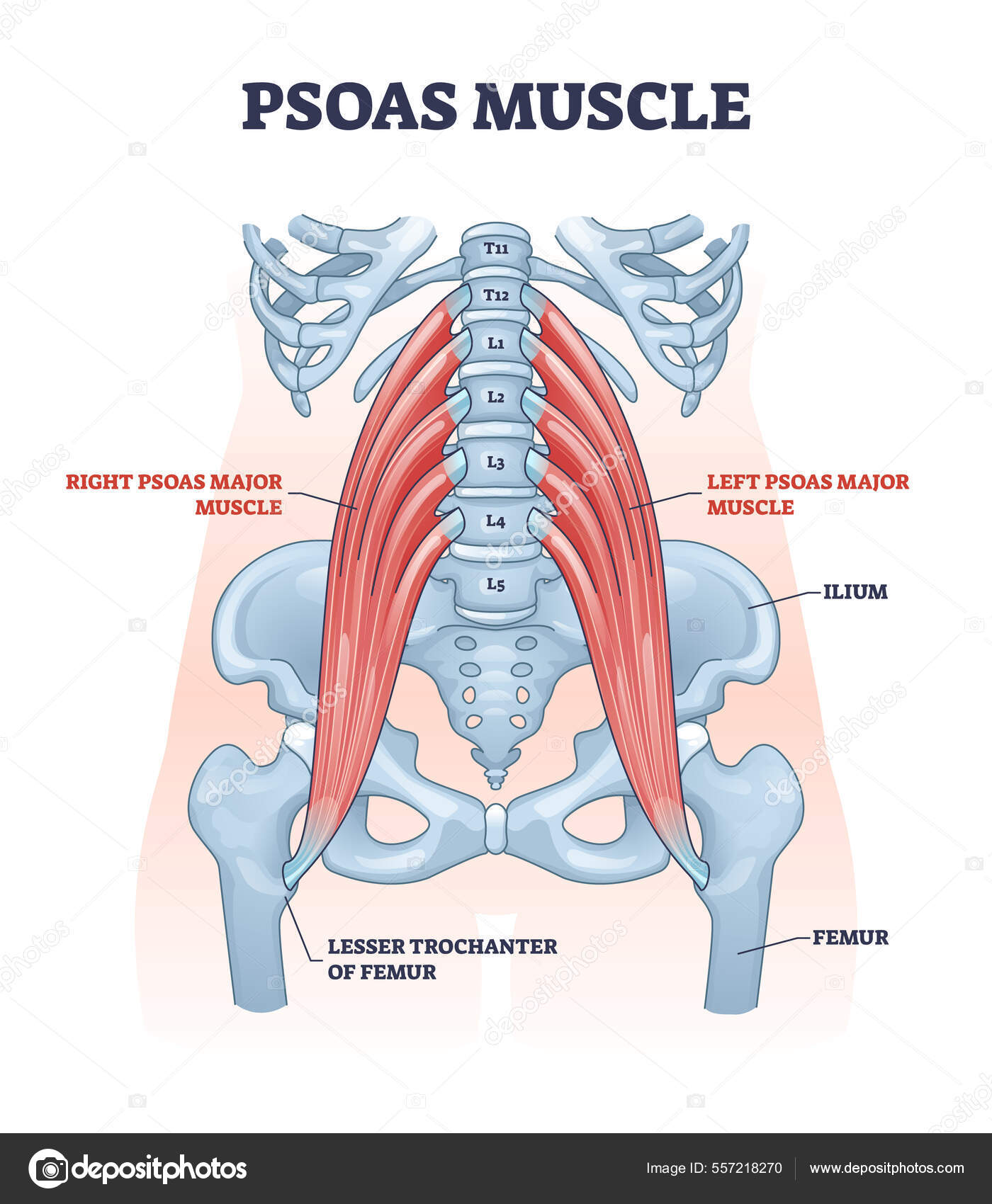 Psoas muscle as deep body muscular system for spine health outline ... Psoas muscle as deep body muscular system for spine health outline ...
