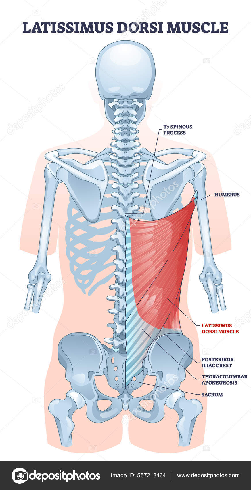 Muskeln Des Beckenkamms