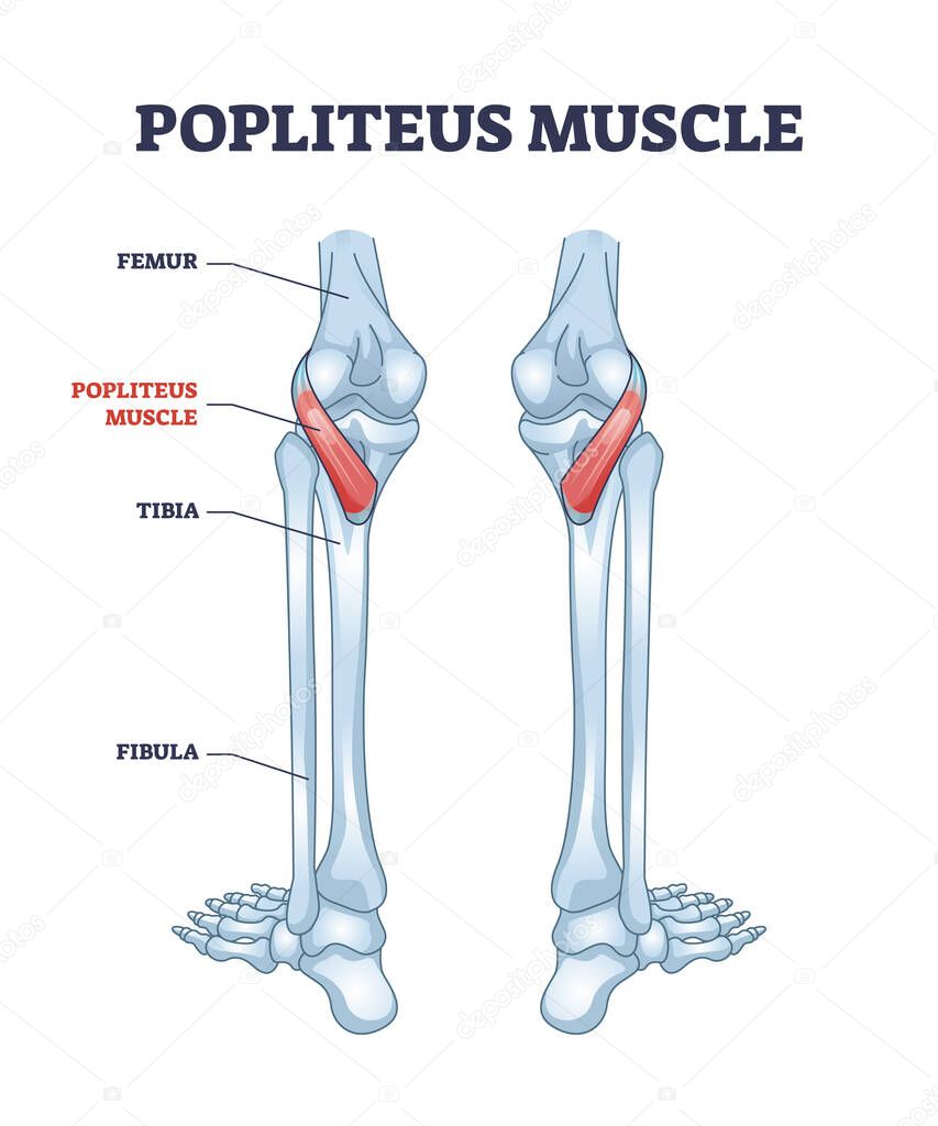 Popliteo muscular como pierna y rodilla anatomía de la articulación ...