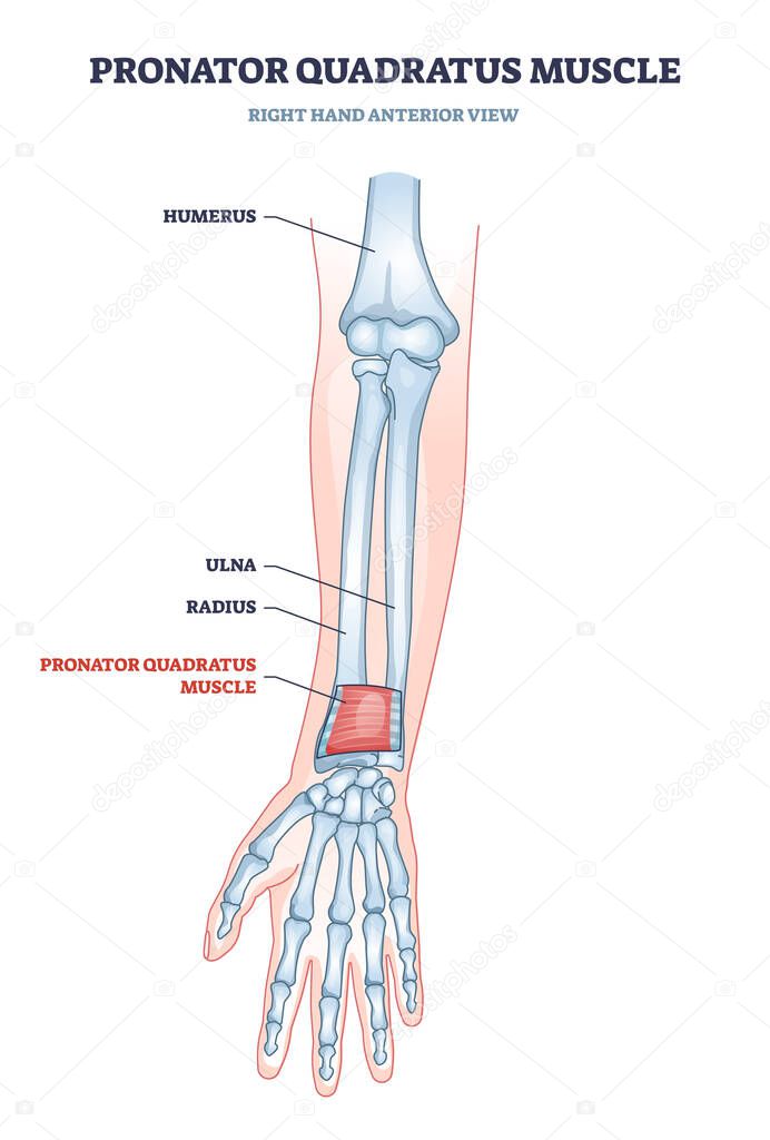 Pronator quadratus muscle with right hand anterior view of muscular and ...