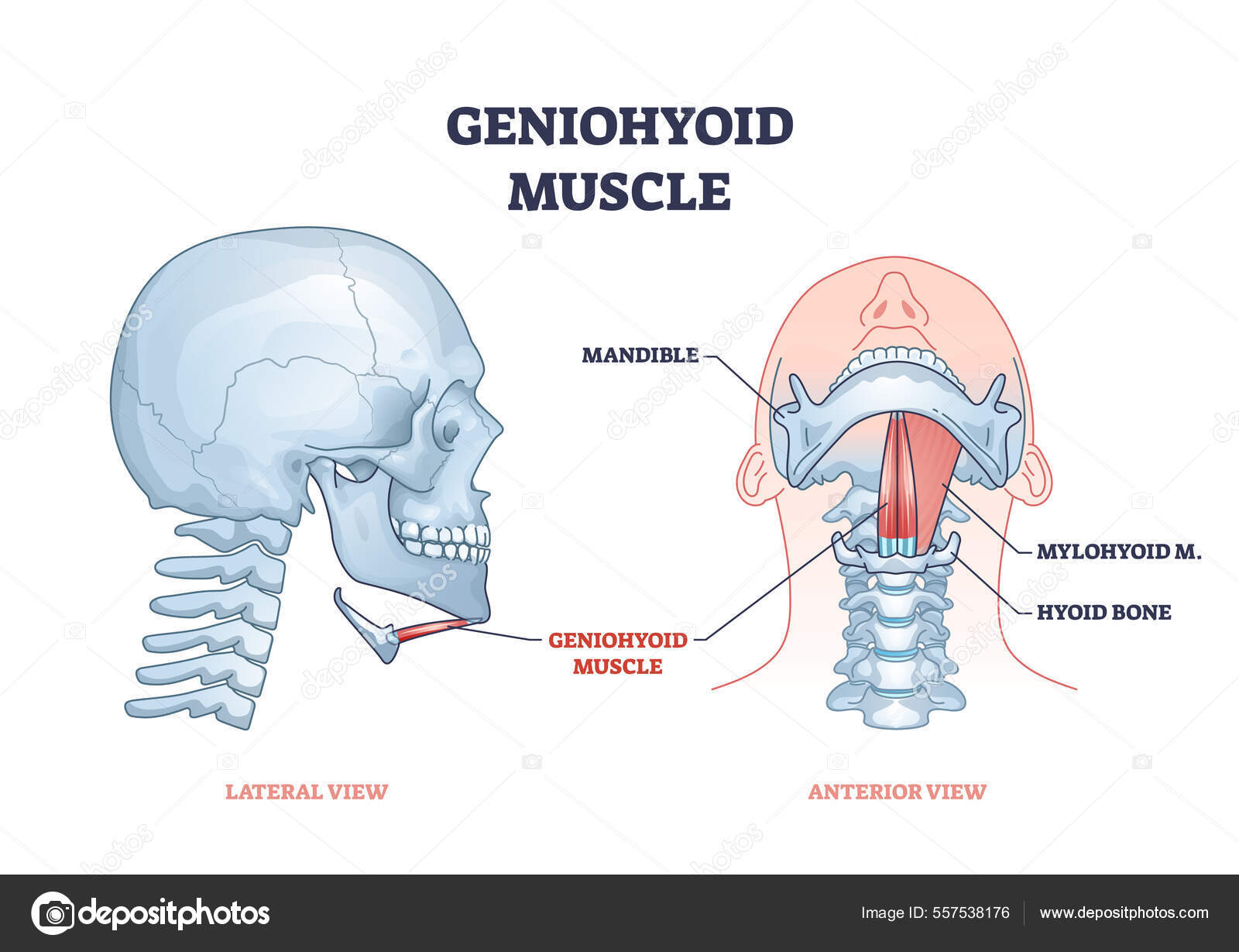 Músculo Geniohyoid con cuello mylohyoid o diagrama del contorno del ...