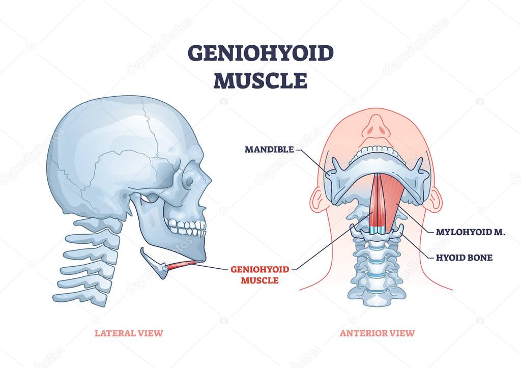 Músculo Geniohyoid con cuello mylohyoid o diagrama del contorno del ...