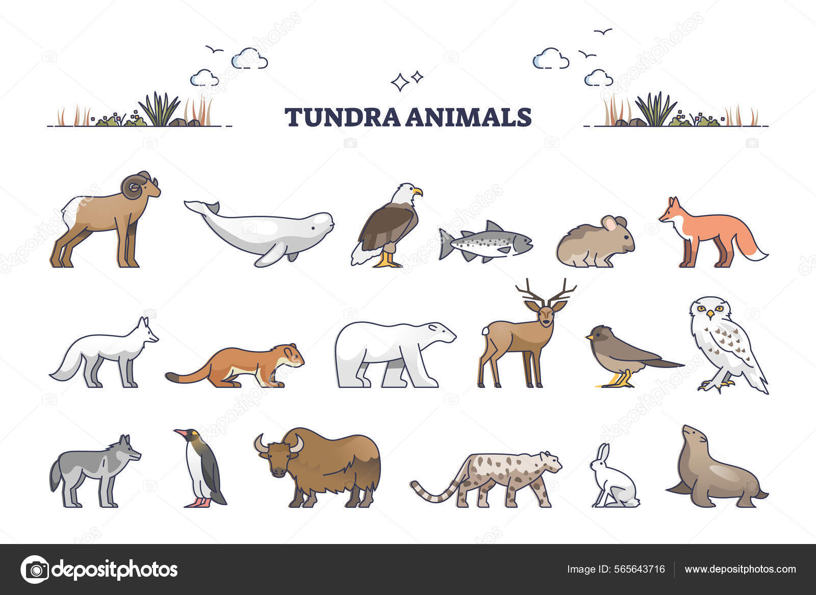 Lista De Plantas E Animais Da Tundra