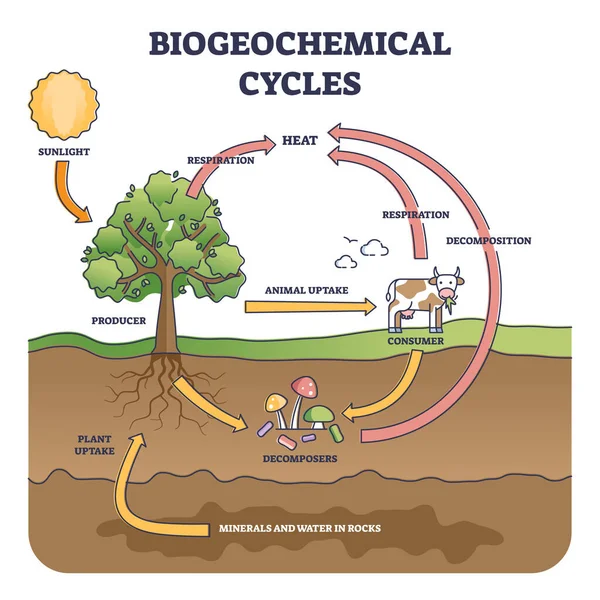 Ciclo de biogeoquimicos imágenes de stock de arte vectorial | Depositphotos