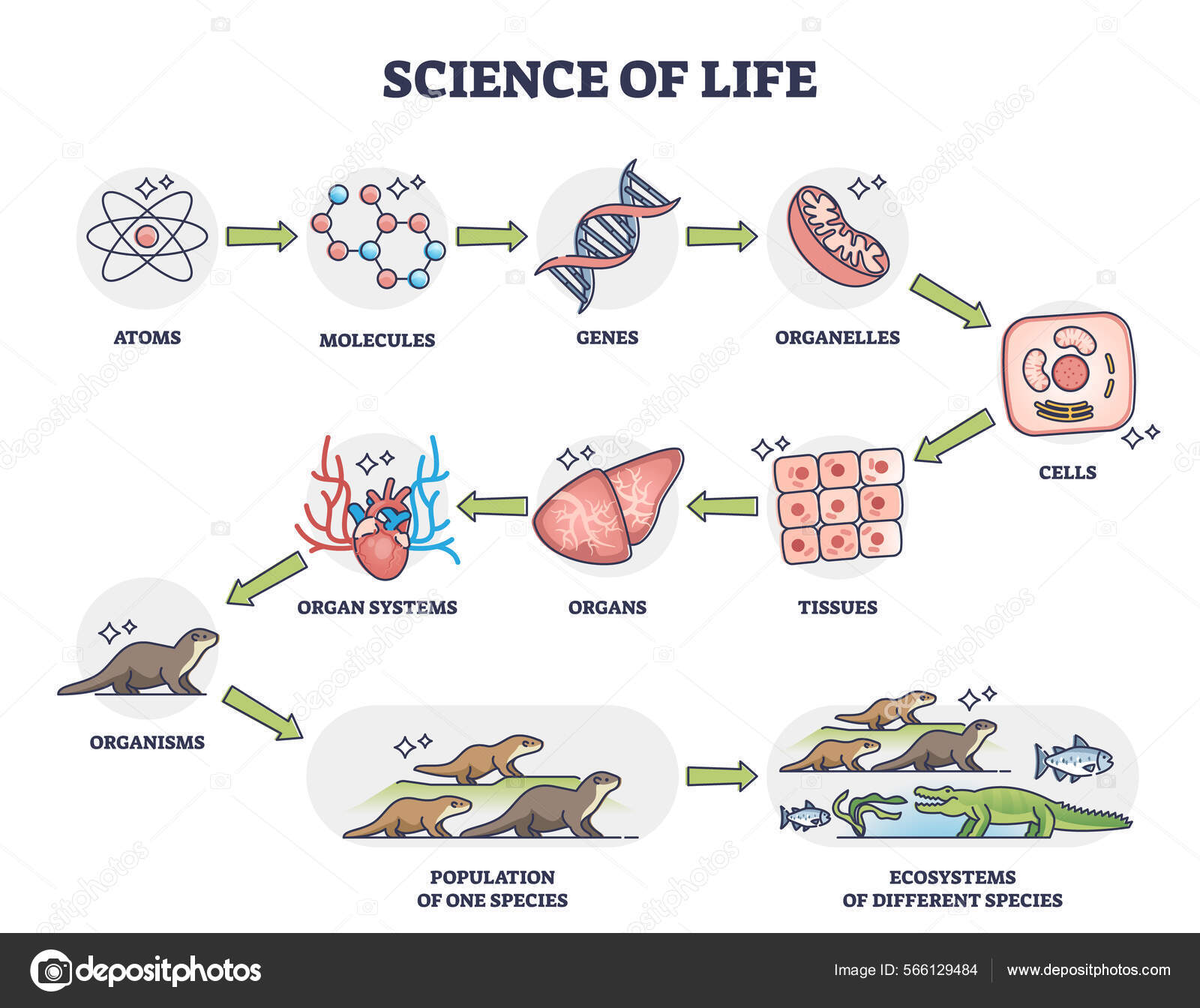 Science of life as nature physiology categories development outline ...