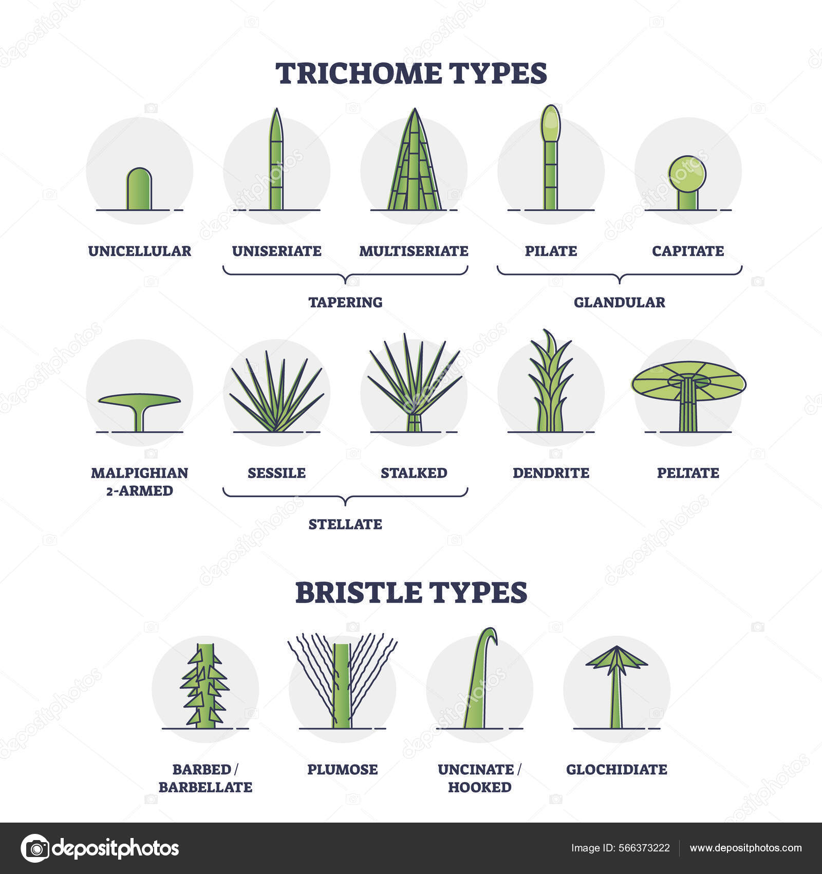 Comparação de tipos de tricomas e cerdas e diagrama de contorno de ...