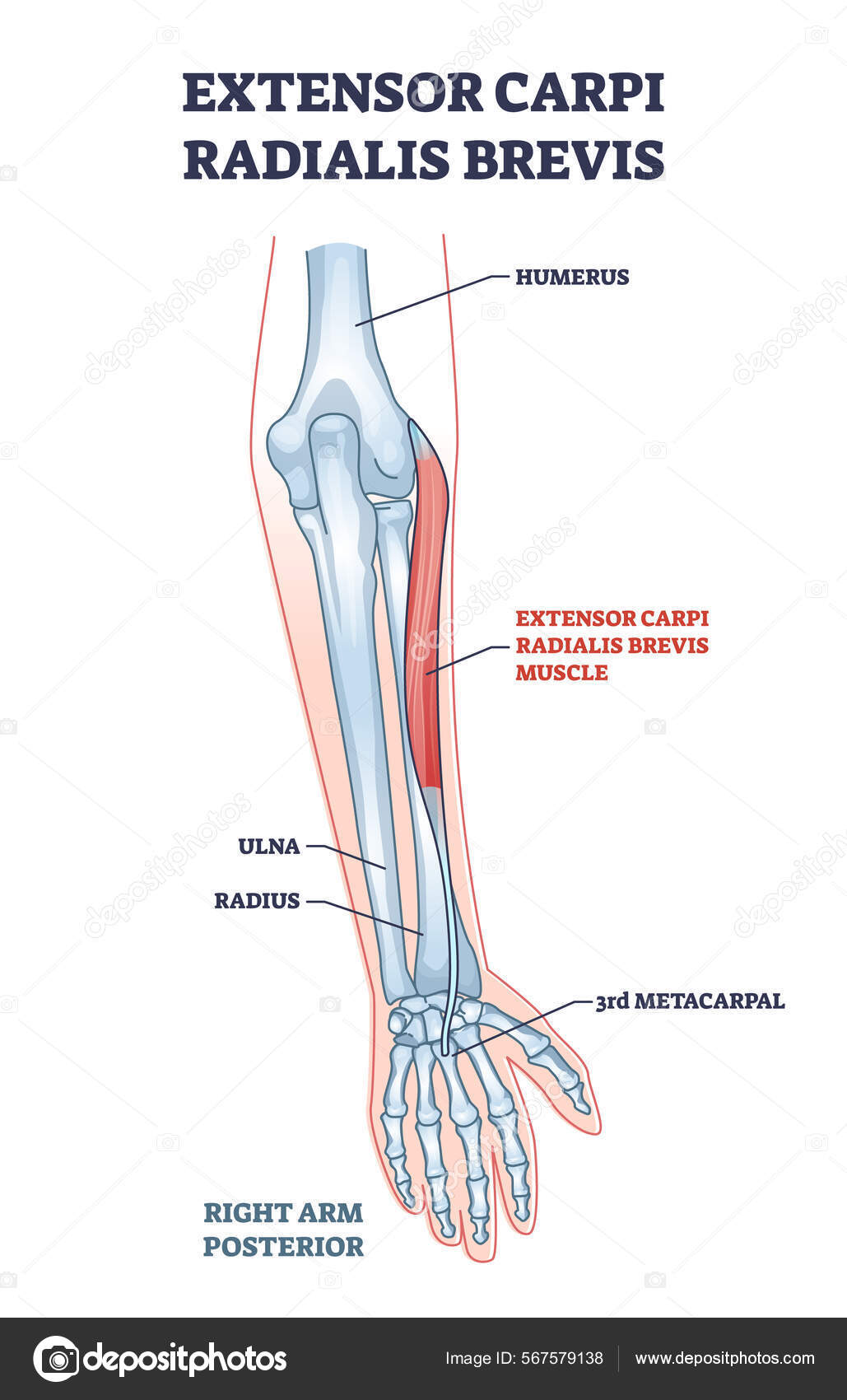 Extensor radial do carpo músculo brevis com braço e ossos da mão ...
