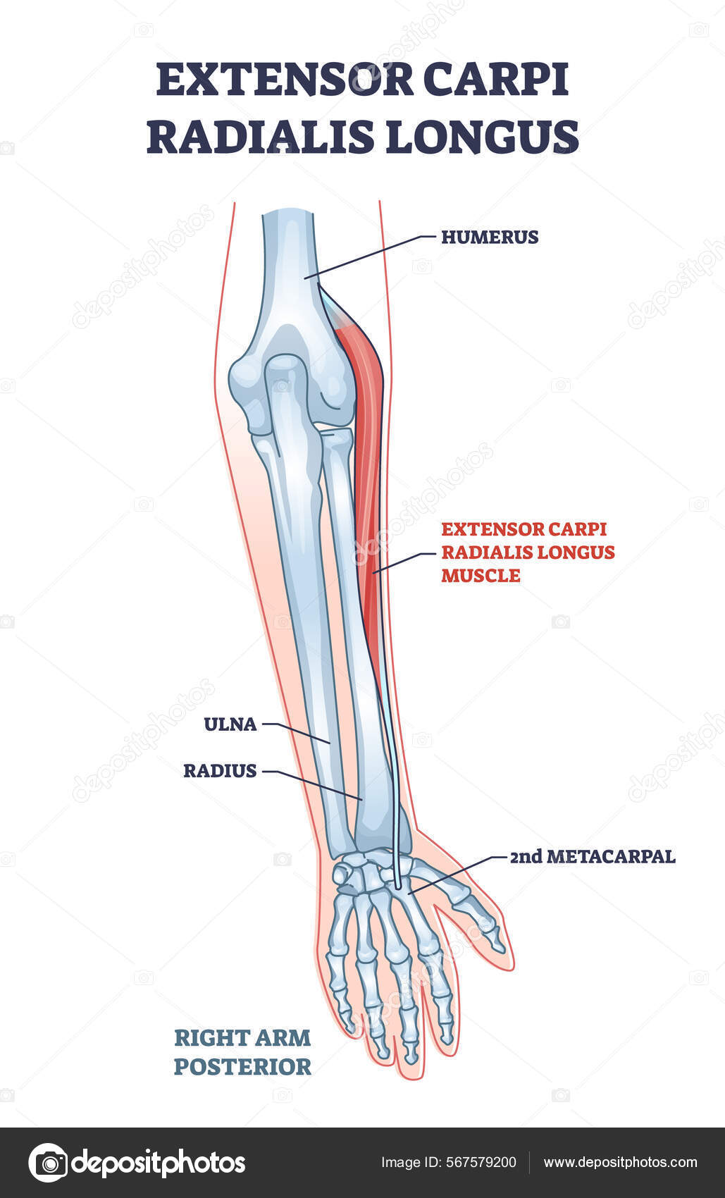 Muscle Chart: Extensor Carpi Radialis Longus (Antebrachium, 60% OFF