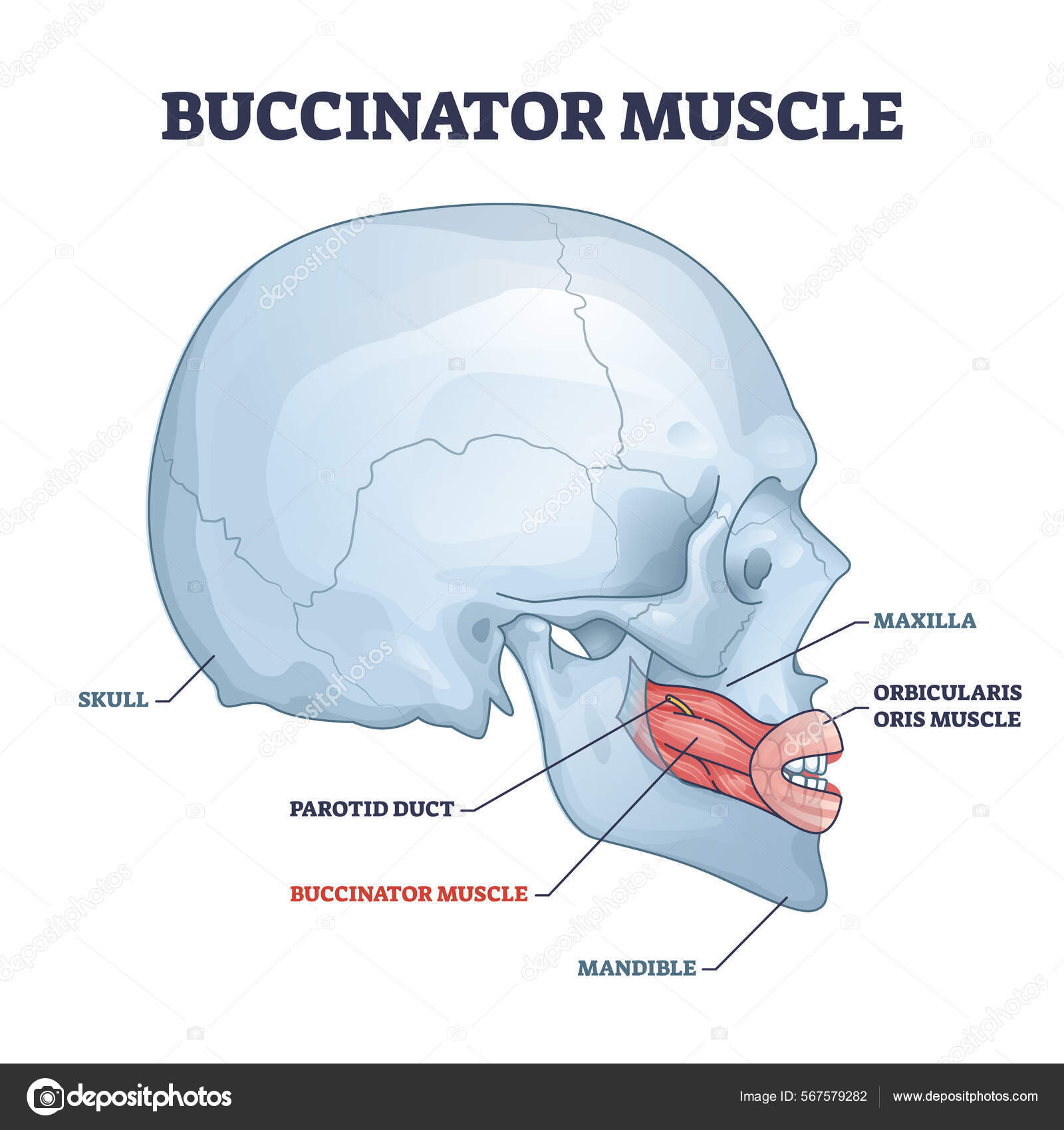 Buccinator muscle with human major facial and chin bones outline ...