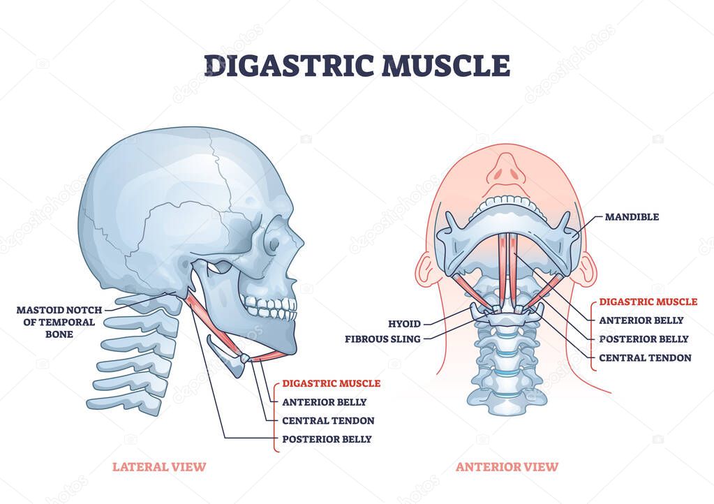 Digastric muscle with human facial neck and chin structure outline ...