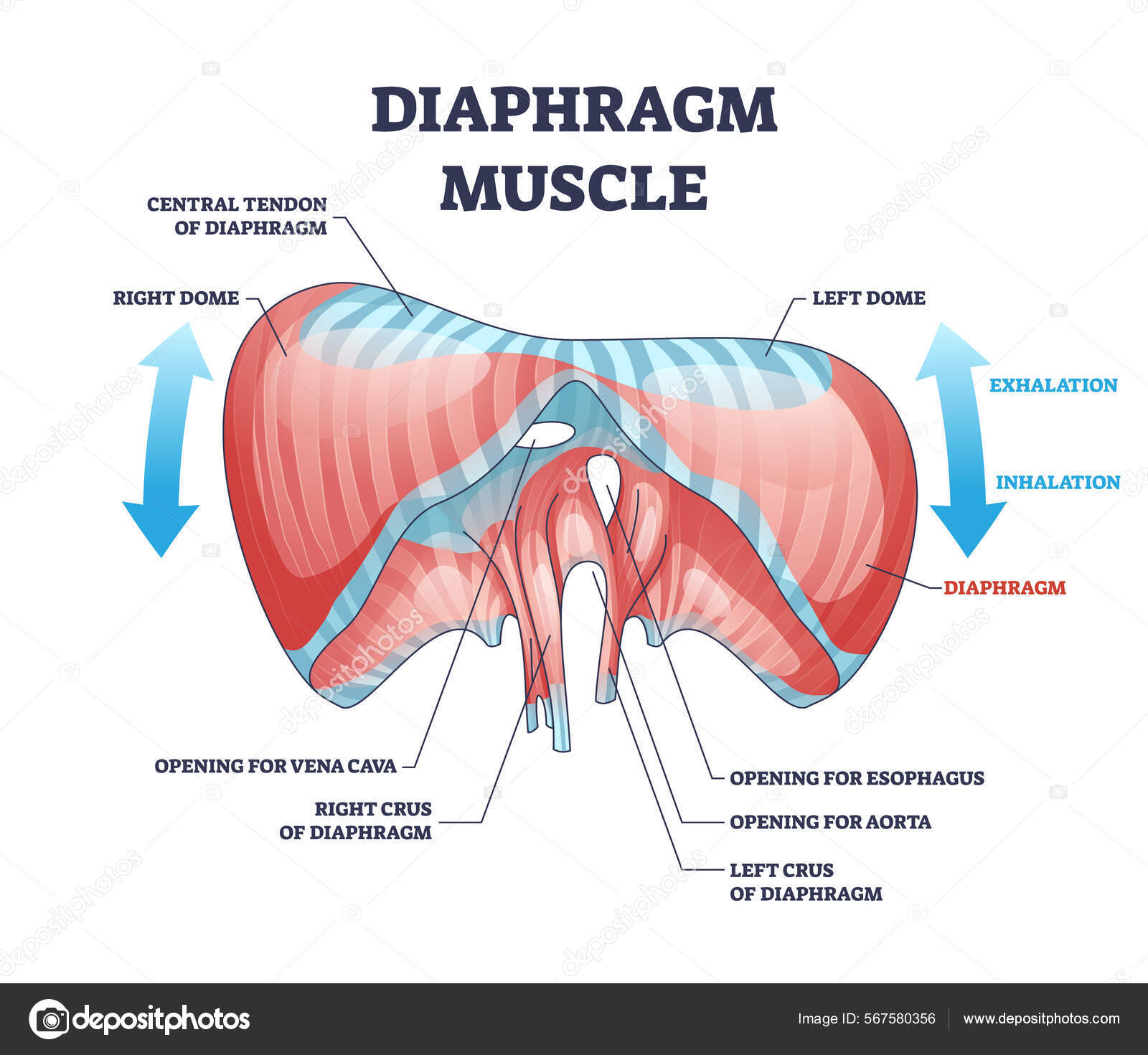 Diaphragm muscle with exhalation and inhalation movement outline ...