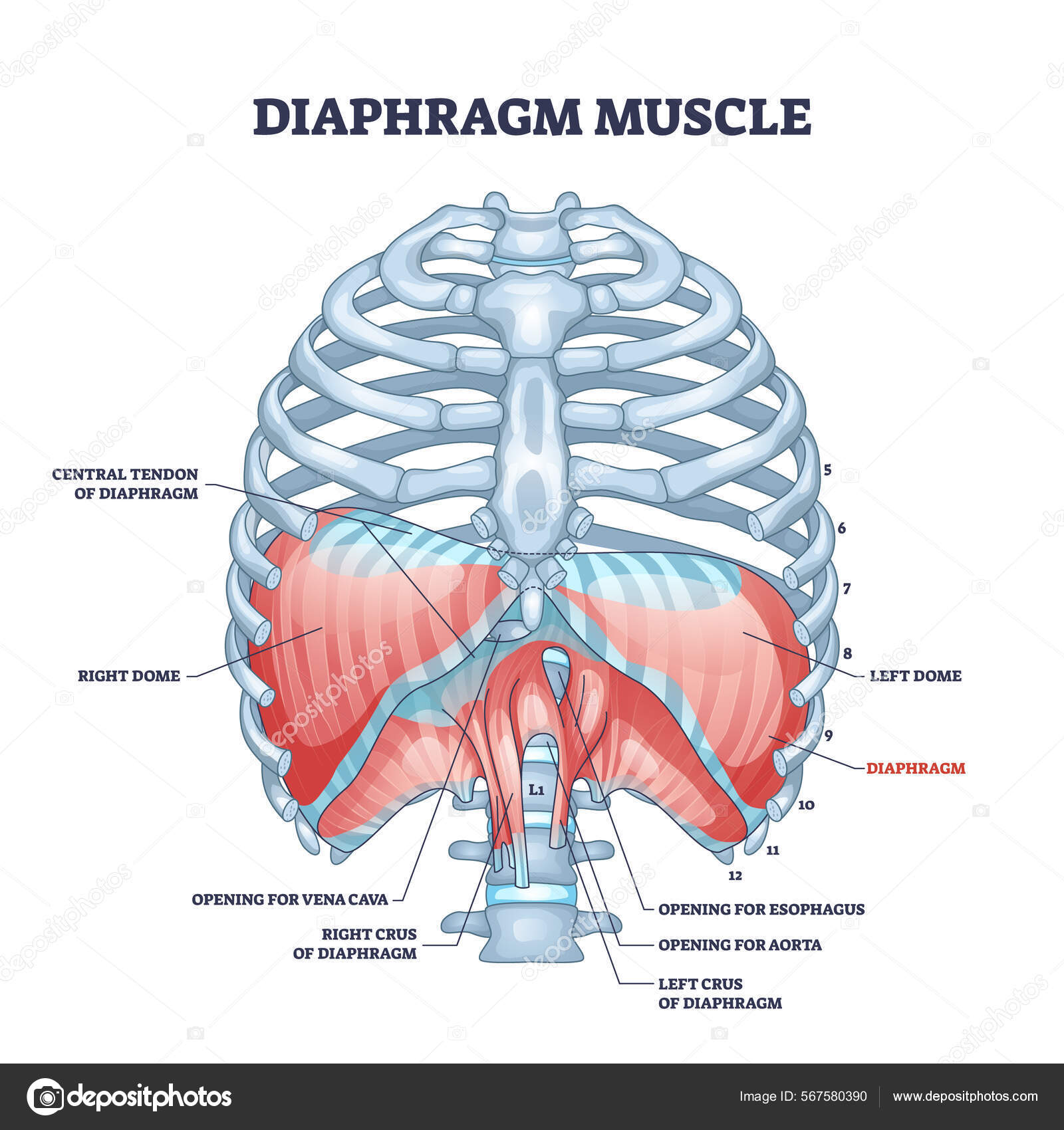 Struktur otot diafragma dengan tulang rusuk transparan menguraikan ...