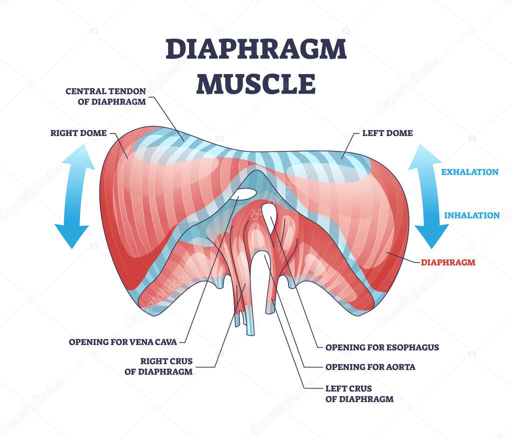 Diaphragm muscle with exhalation and inhalation movement outline ...
