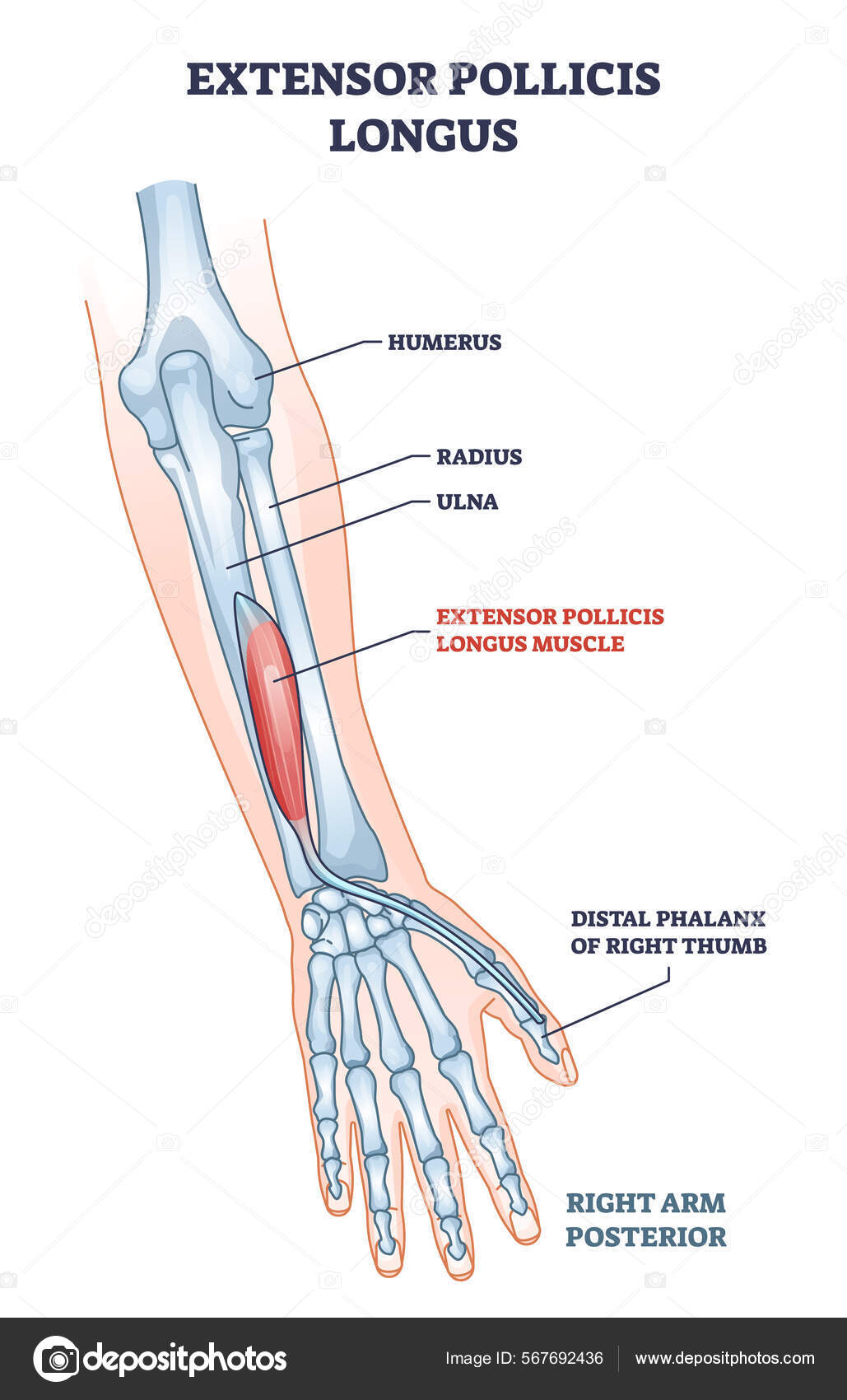 Extensor Pollicis Longus Extensor Pollicis Brevis Anatomy