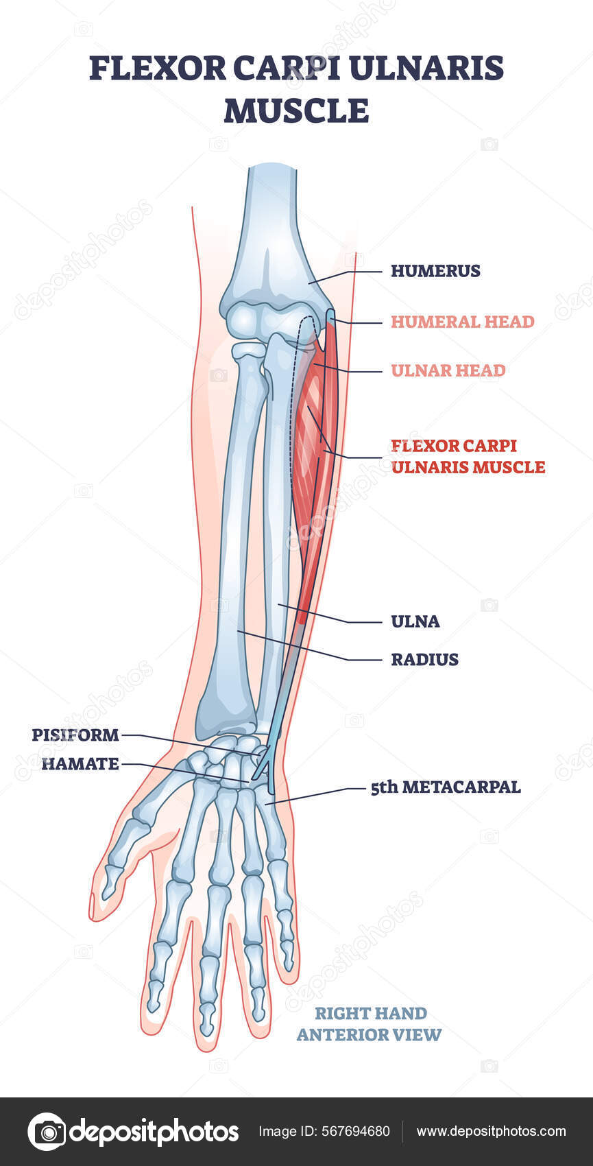 Menneskelig Arm Bein Anatomi