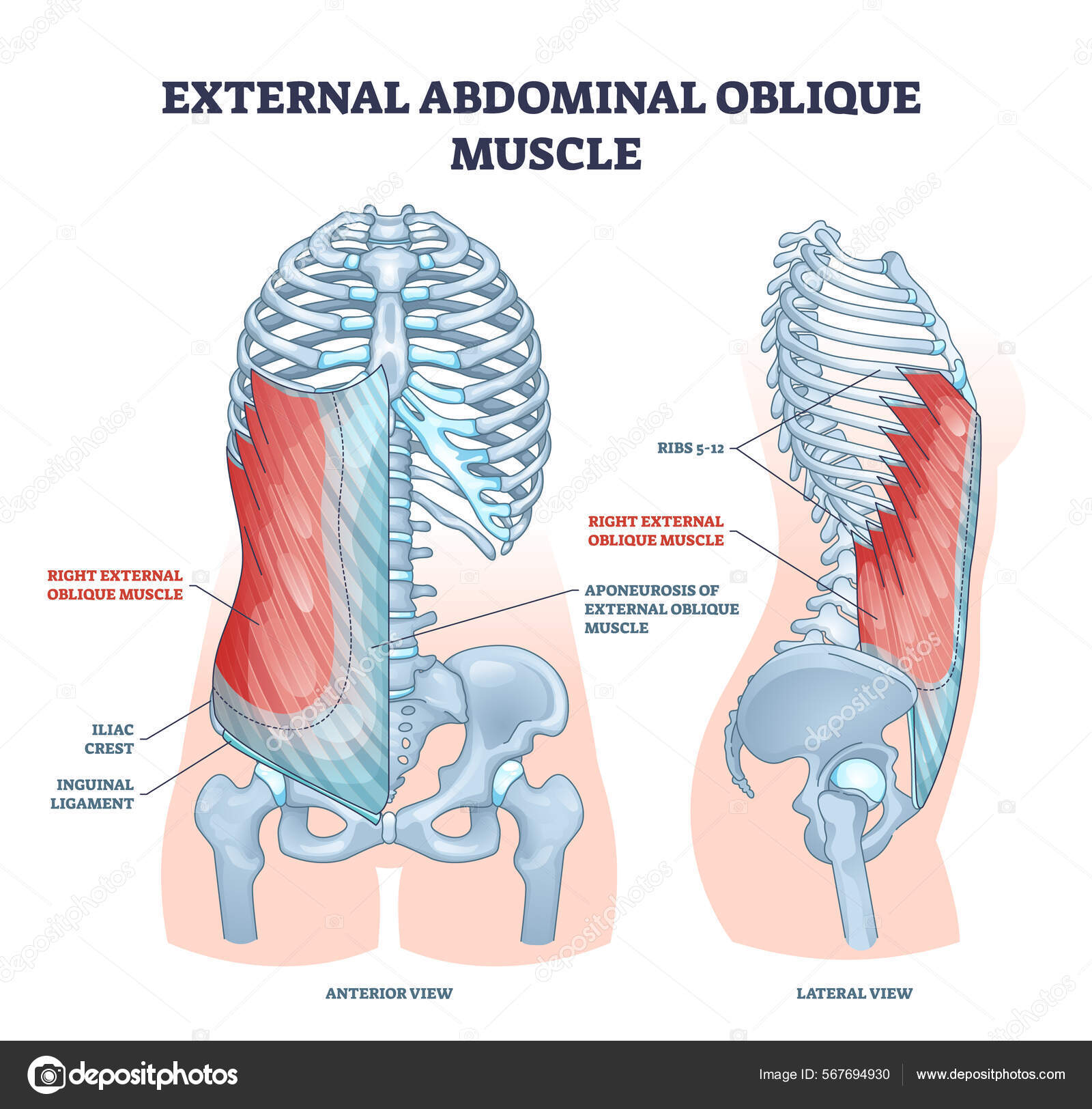 Secao Transversal Da Anatomia Do Musculo Abdominal Resumo: Músculos