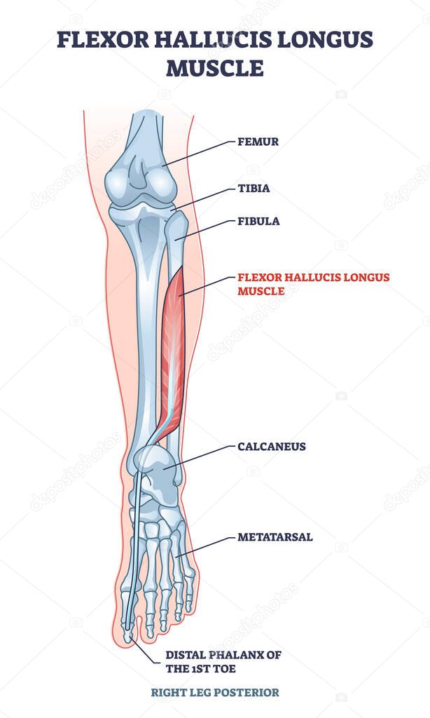 Flexor hallucis longus muscle with human leg and foot bones outline ...