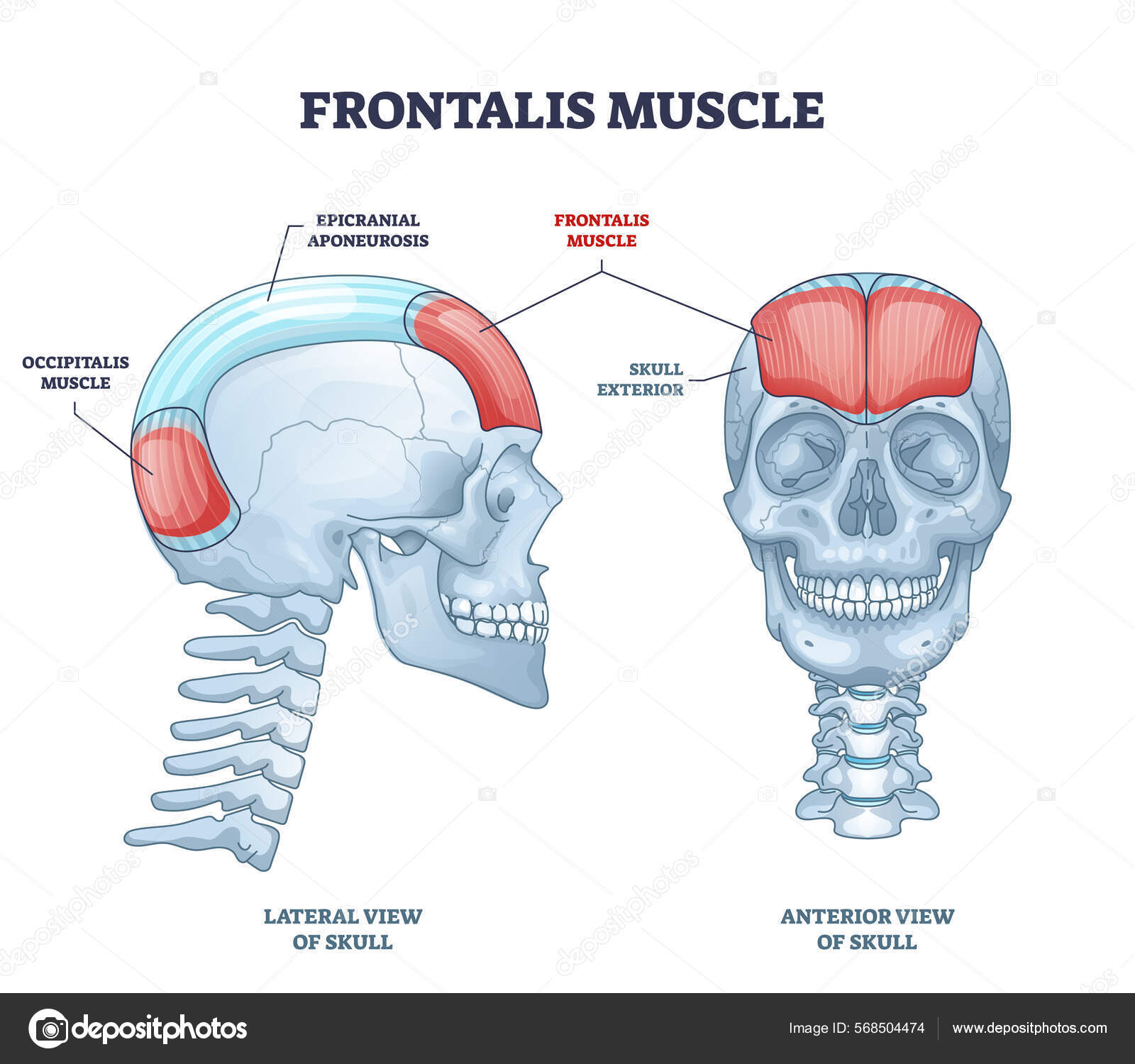 Frontalis muscle with human head facial muscular system outline diagram ...