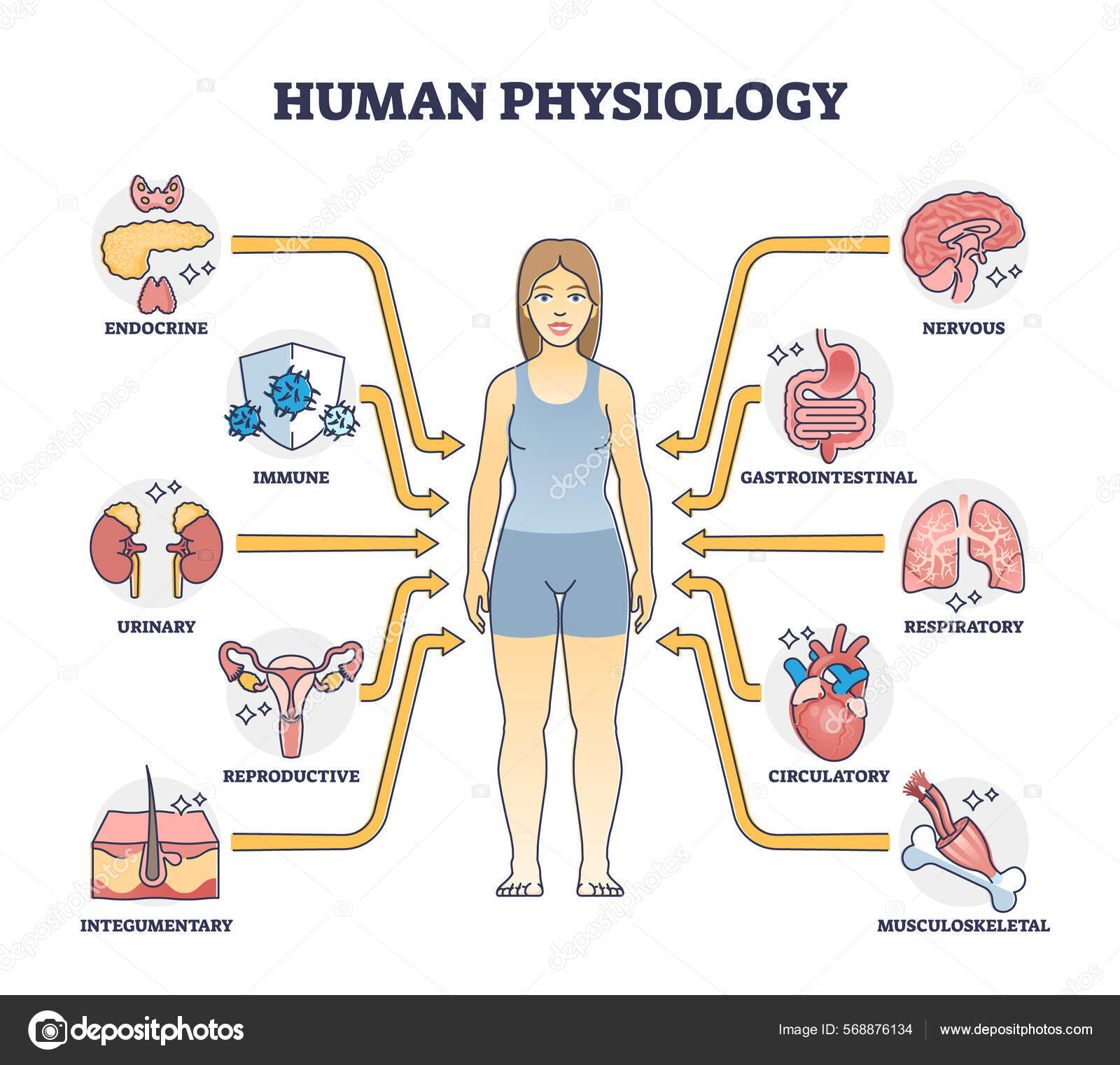 Human physiology as body functions and organ health study outline ...
