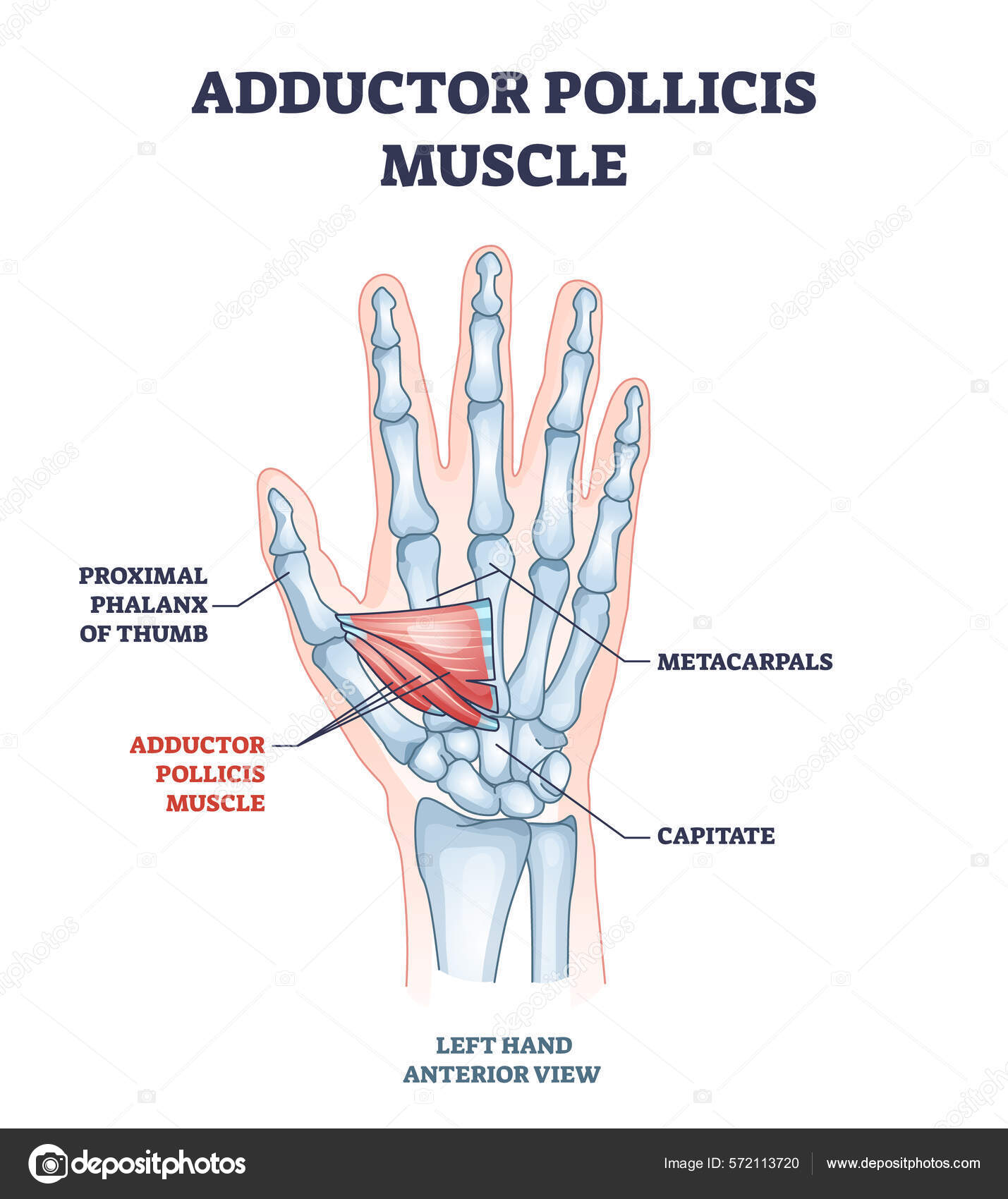 Atrofia Do Abdutor Curto Do Polegar