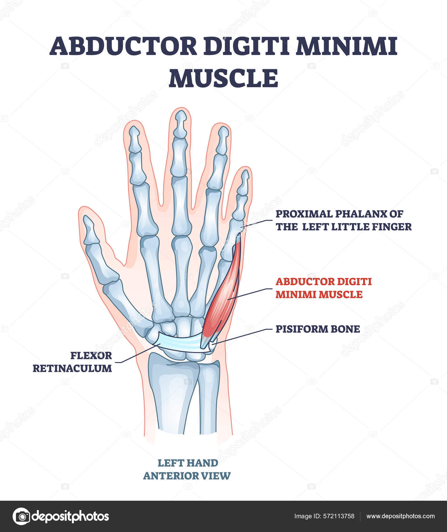 Extensor Digiti Minimi Hand