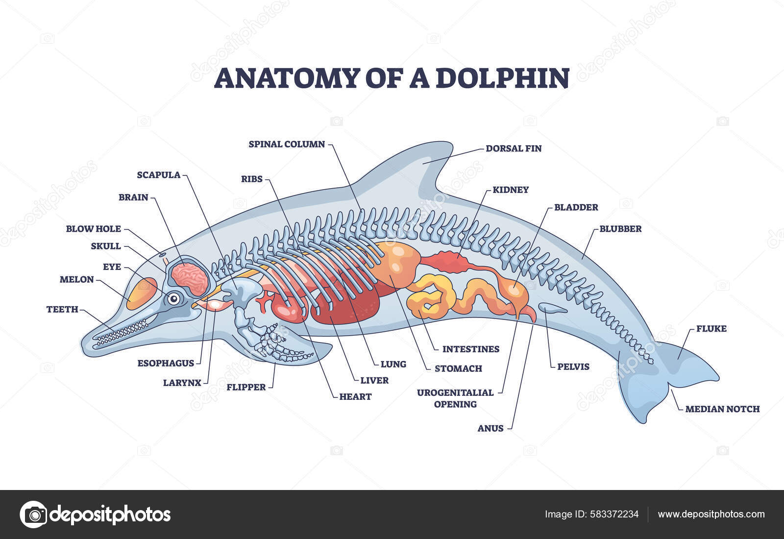 Anatomy Dolphin Animal Inner Physiological Structure Outline Diagram ...