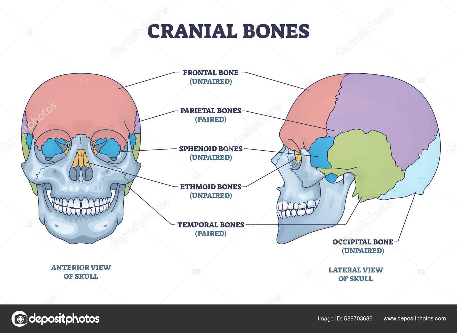 Cranial Bones Anatomy Skull Skeleton Medical Division Outline Diagram ... Cranial Bones Anatomy Skull Skeleton Medical Division Outline Diagram ...