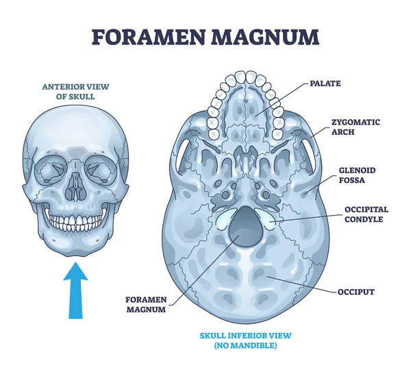 Maxilla Bone Detailed Structure Facial Skeleton Anatomy Outline Diagram ...