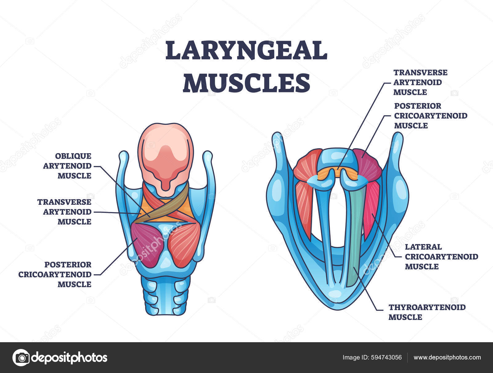Larynx Anatomy With Labeled Structure Scheme And