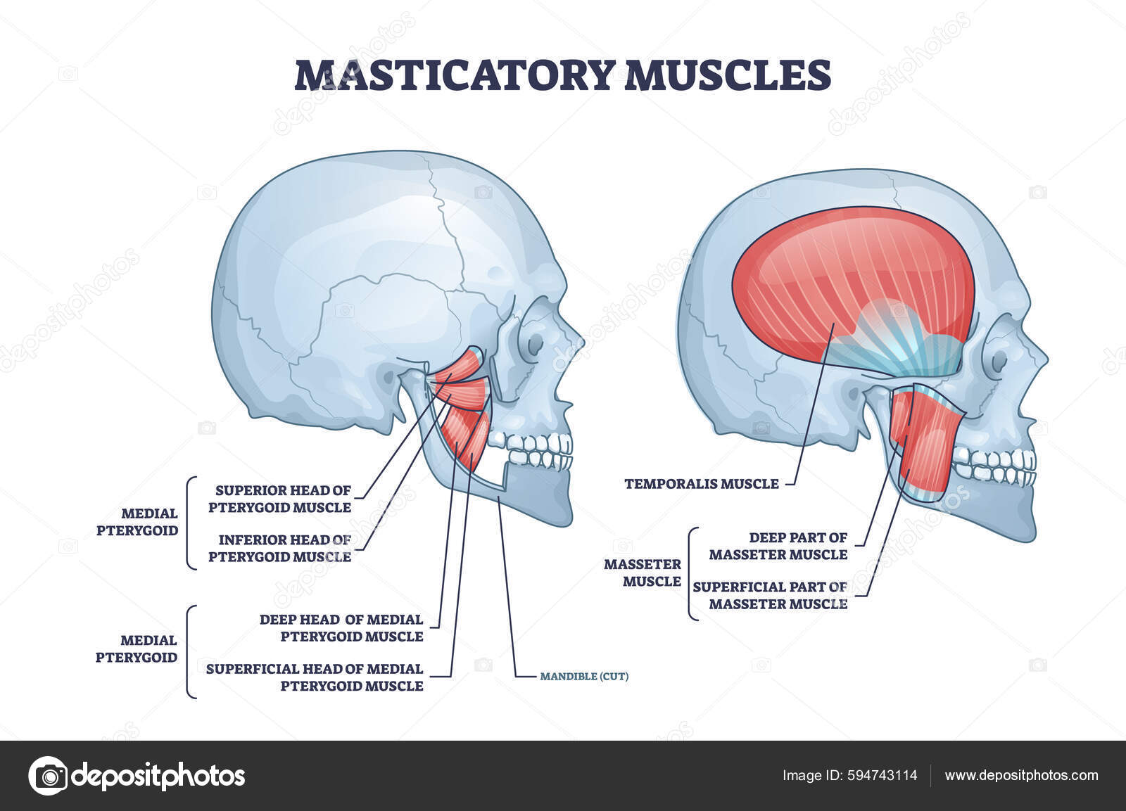 Masticatory Muscles Cheek Bones Muscular System Anatomy Outline Diagram ...