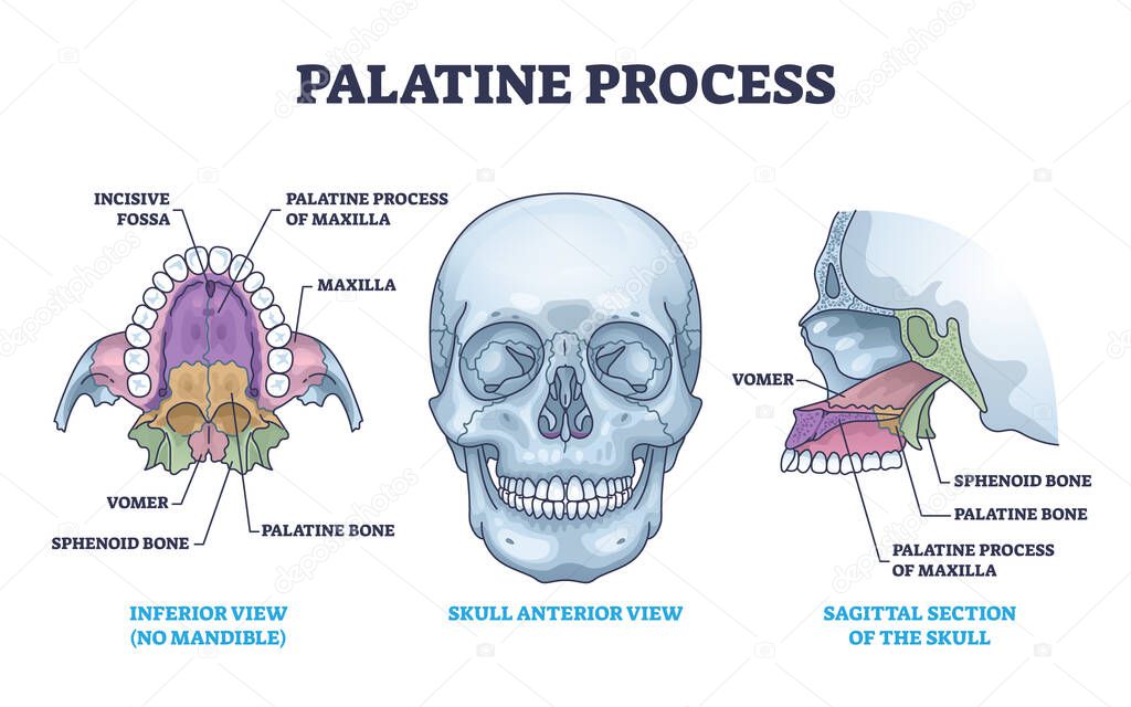 Palatine process section anatomy with maxilla structure outline diagram. Labeled educational ...