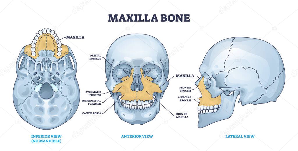 Maxilla bone detailed structure and facial skeleton anatomy outline ...