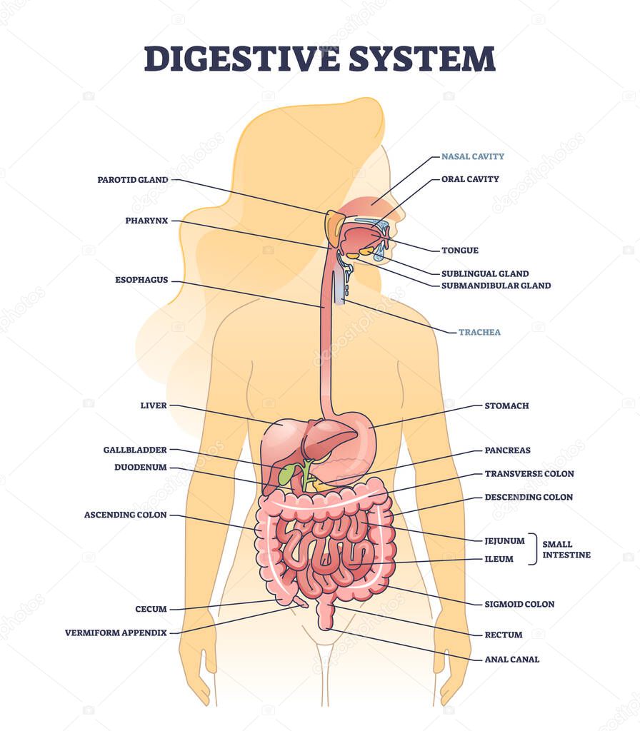 Digestive System Medical Body Structure Description Outline Diagram ... Digestive System Medical Body Structure Description Outline Diagram ...