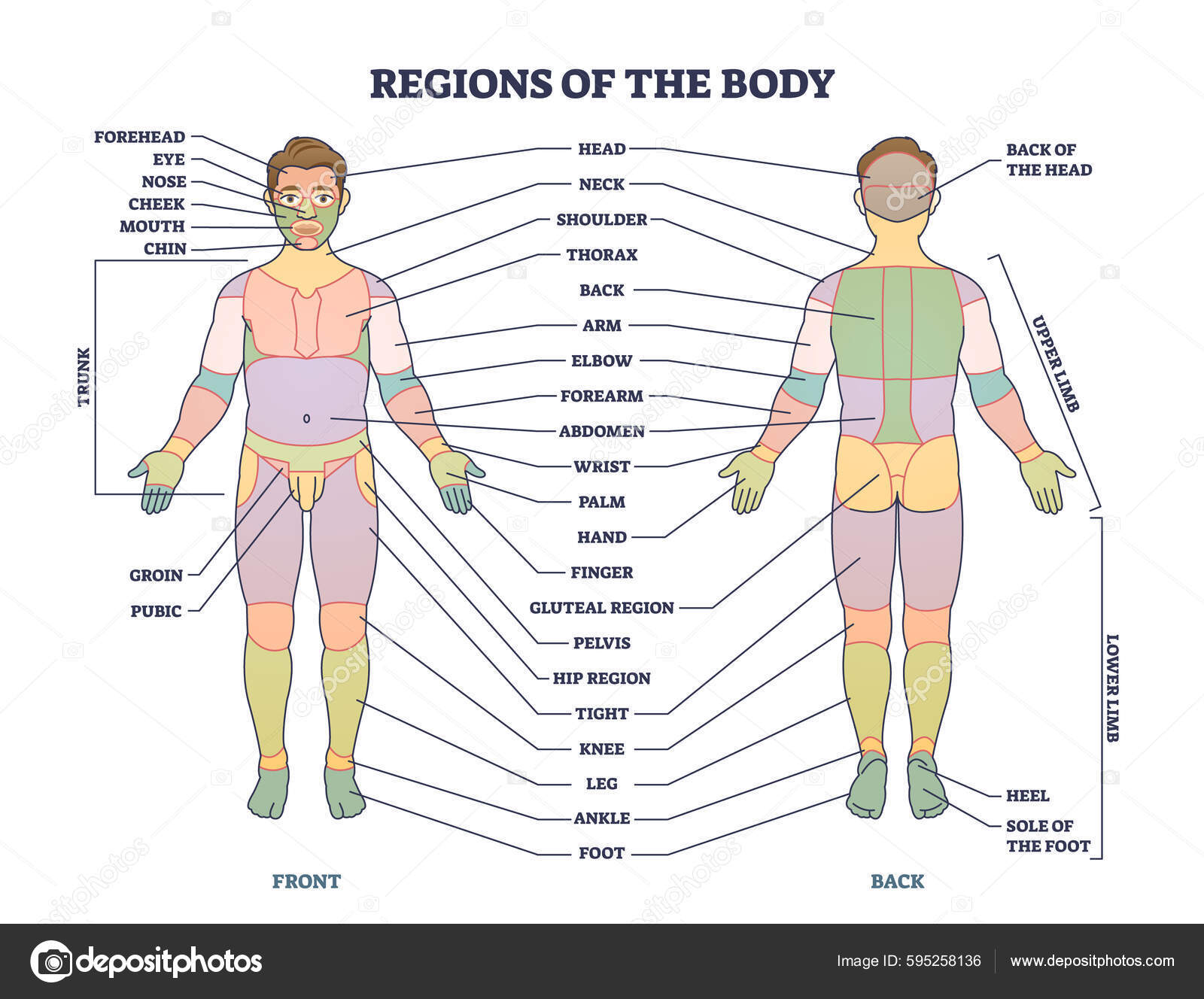 Image Vectorielle Regions Human Body Front Back Parts Description Tiny