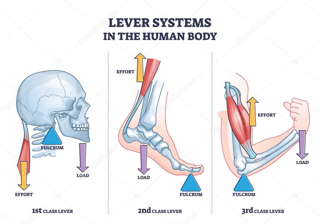 Lever systems in human body for neck, leg and arm movement outline ...