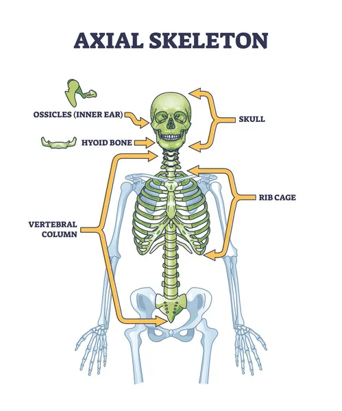 Skeleton anatomy map Stock Photos, Royalty Free Skeleton anatomy map ...