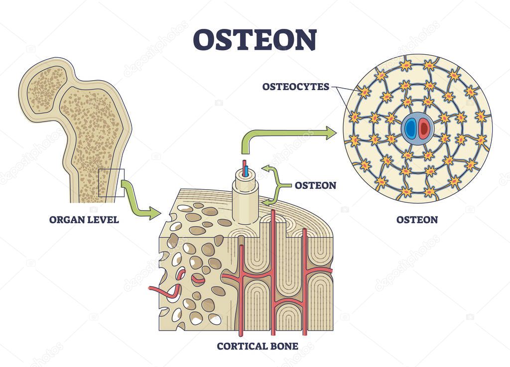 Osteon Haversian System Compact Bone Structure Outline Diagram Labeled Educational Stock Vector
