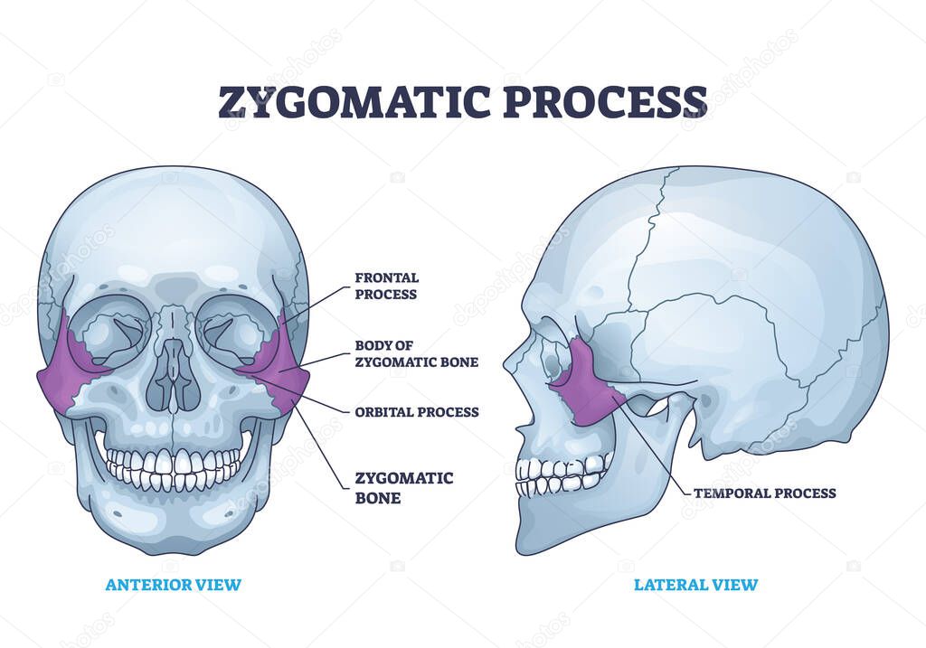Zygomatic process as human cheek bone skeleton anatomy outline diagram. Labeled educational ...