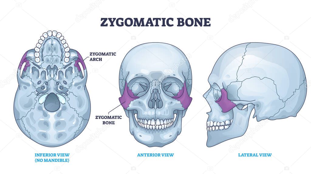 Zygomatic bone location with human skull skeleton anatomy outline ...