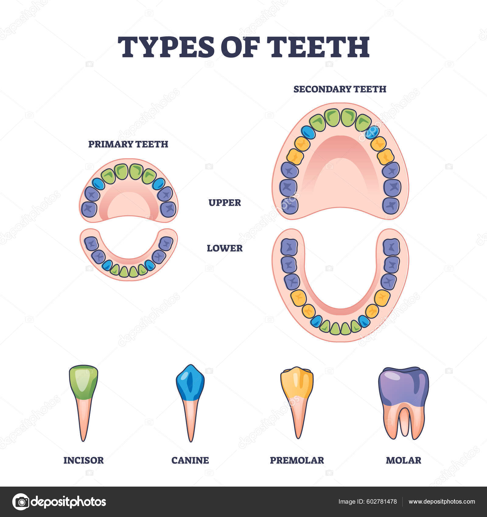 Types Teeth Primary Secondary Tooth Division Outline Diagram Labeled ... Types Teeth Primary Secondary Tooth Division Outline Diagram Labeled ...