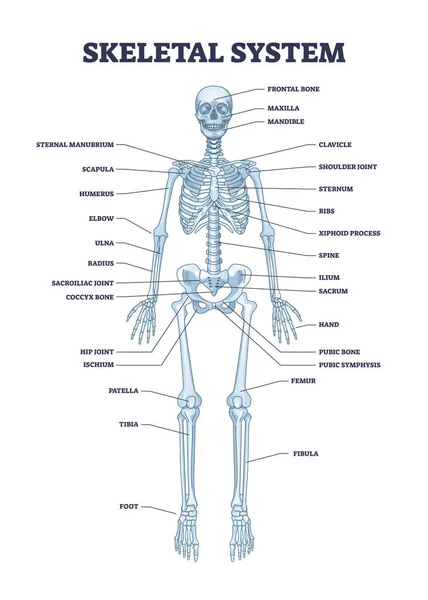 Skeletal system with body skeleton structure and anatomy outline ...